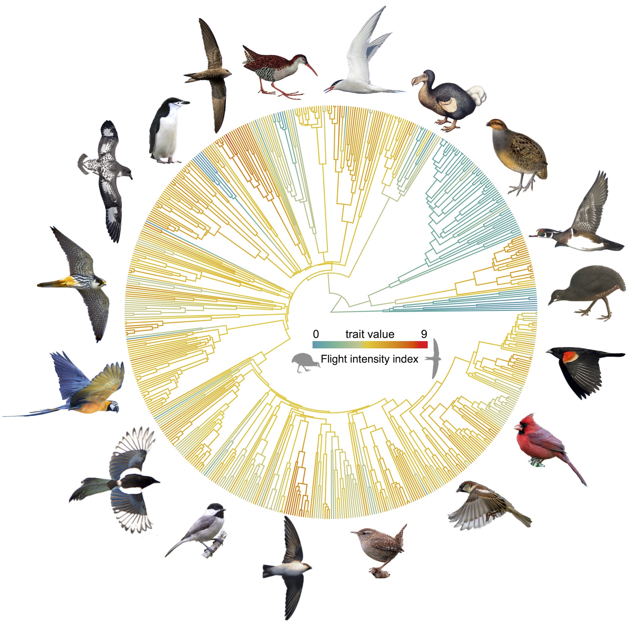 Bird Evolution in Space and Time – The Claramunt Lab